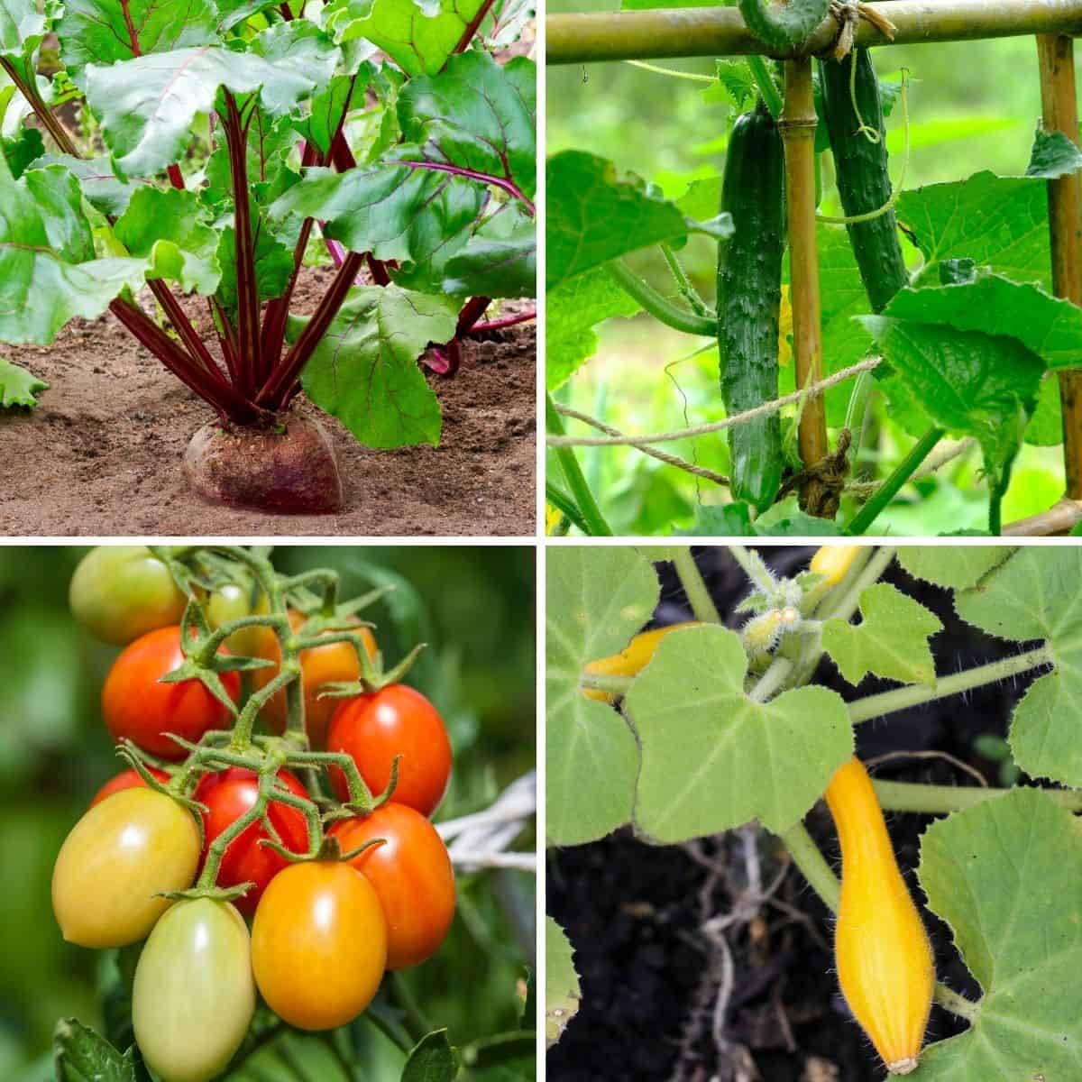 Different Types Of Vegetable Plants Winter Vegetables Seeds Combo